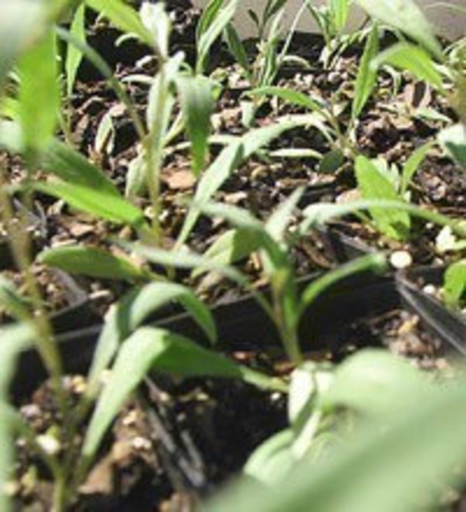 Goji Seeds - 500 Tibetan Grown Organic GOJI Berry Seeds - Etsy