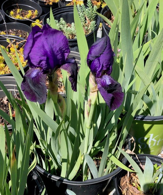 3 Heirloom Purple Iris Plants organically Grown - Etsy