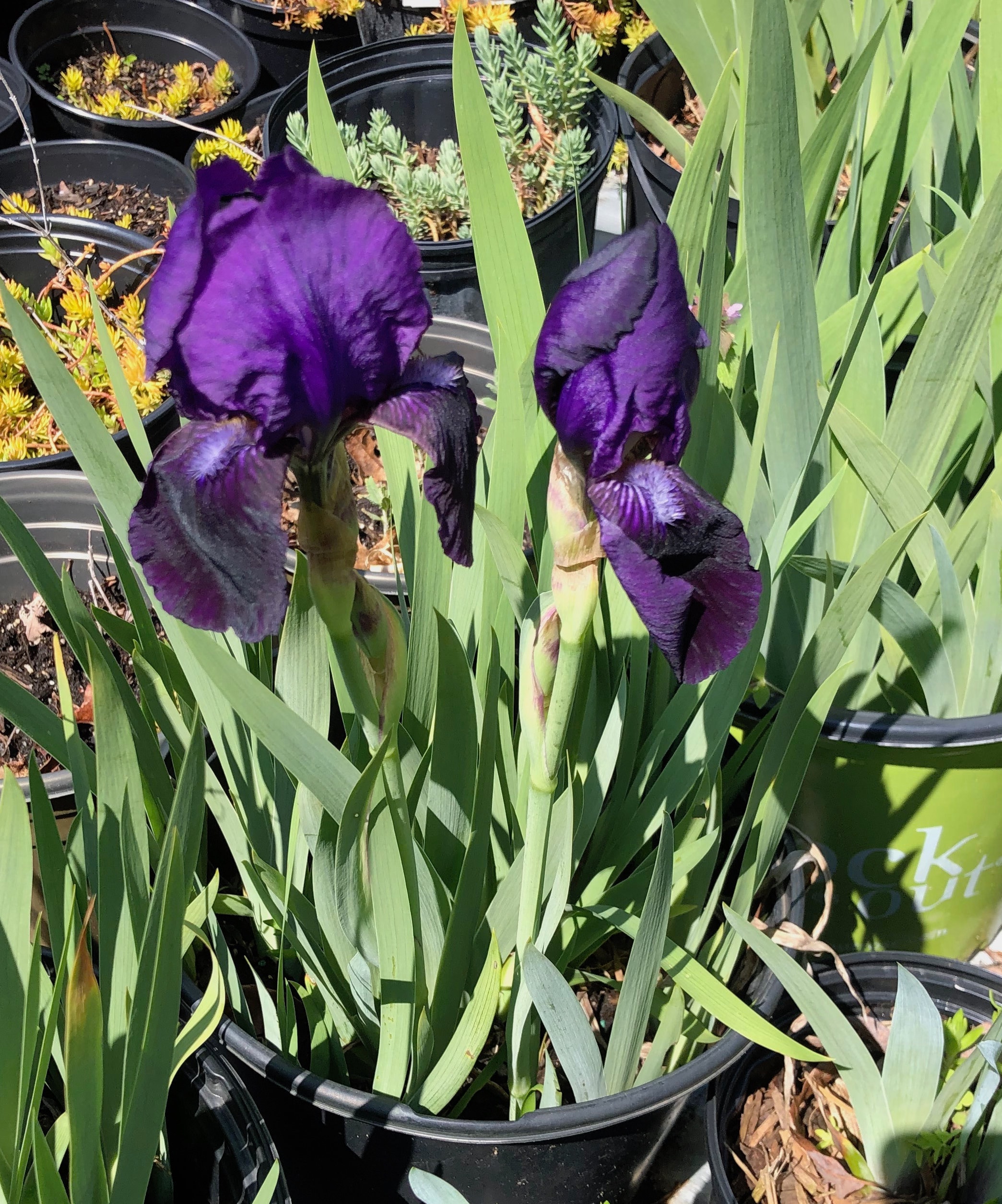 3 Heirloom Purple Iris Plants (organically Grown) - Etsy