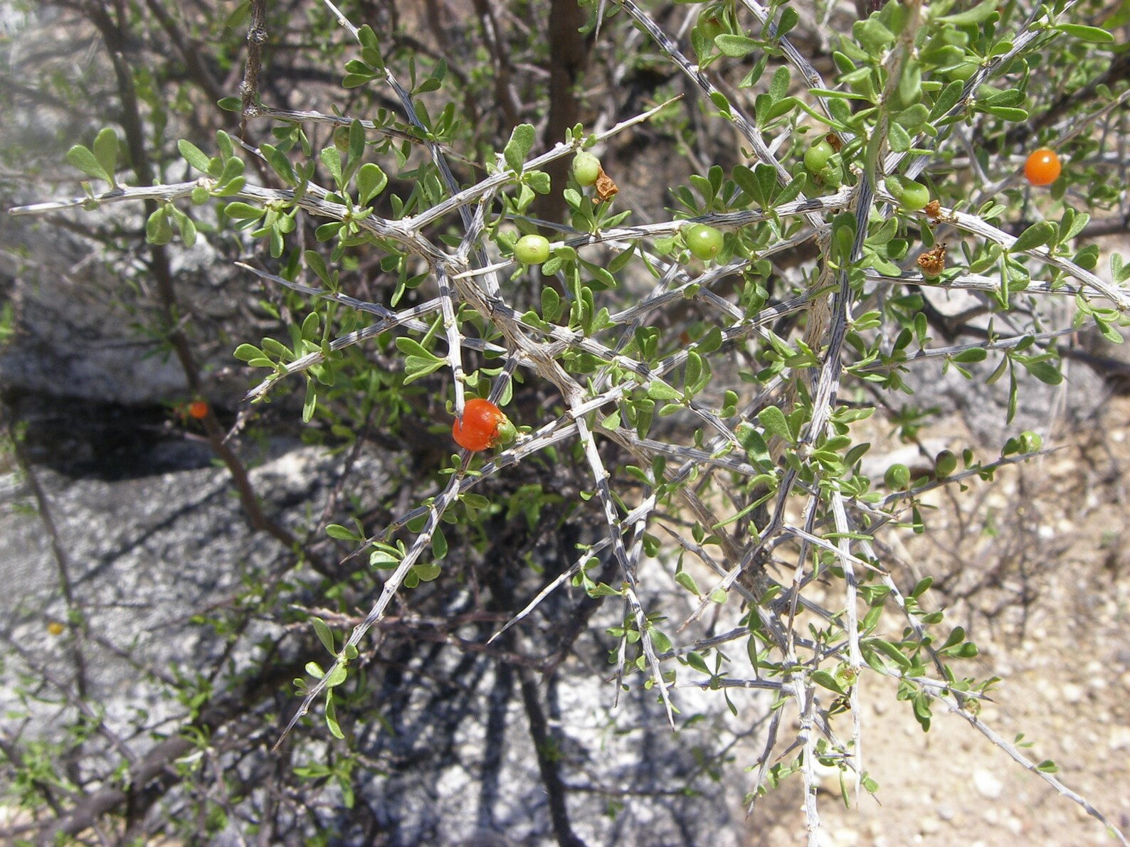 Arizona Desert-thorn "littleleaf" Goji Berry Seeds - 25 Lycium Exsertum ...