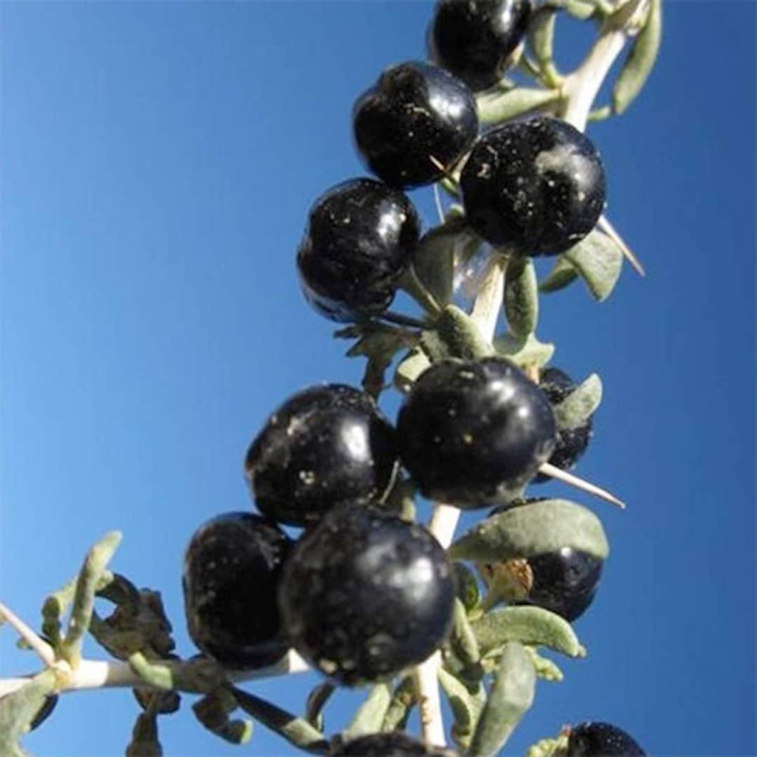 Black Goji Berry Seeds - 100 Organic Himalayan Black Wolfberry (lycium ...