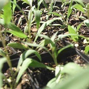 Yellow Goji Berry Seeds - 10 Amber Sweet Golden Wolfberry Seeds - Etsy