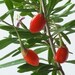 Goji Seeds - 1000 Certified Organic GOJI Berry Seeds From China - Etsy