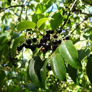 Maqui Seeds - 15 Organic Wild Harvested Maqui / Chilean Wineberry ...