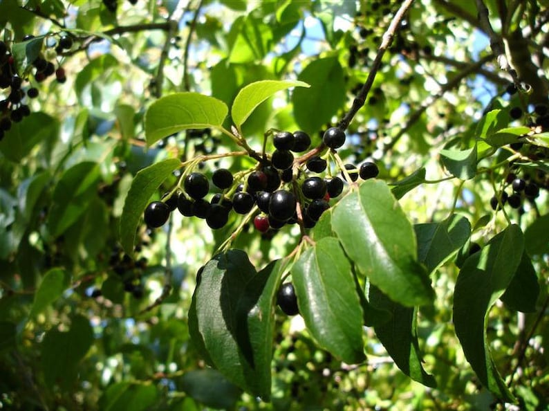 Maqui Seeds - 15 Organic Wild Harvested Maqui / Chilean Wineberry ...