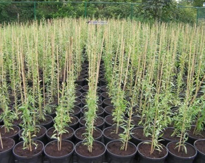 Himalayan Goji Berry Plant (lycium Barbarum) - 1 Live Goji Tree - Etsy