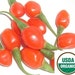 Maqui Seeds - 15 Organic Wild Harvested Maqui / Chilean Wineberry ...