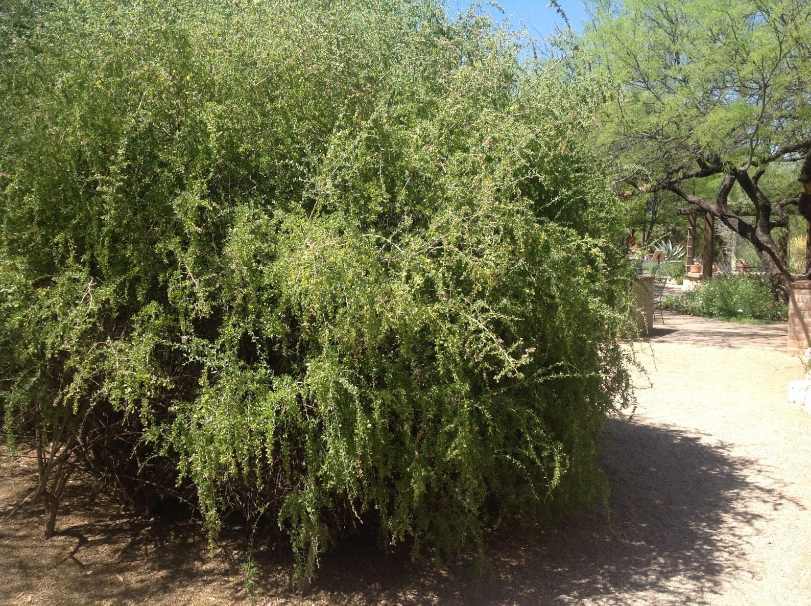 Arizona Desert-thorn "littleleaf" Goji Berry Seeds - 25 Lycium Exsertum ...