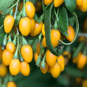 Yellow Goji Berry Seeds - 10 Amber Sweet Golden Wolfberry Seeds - Etsy