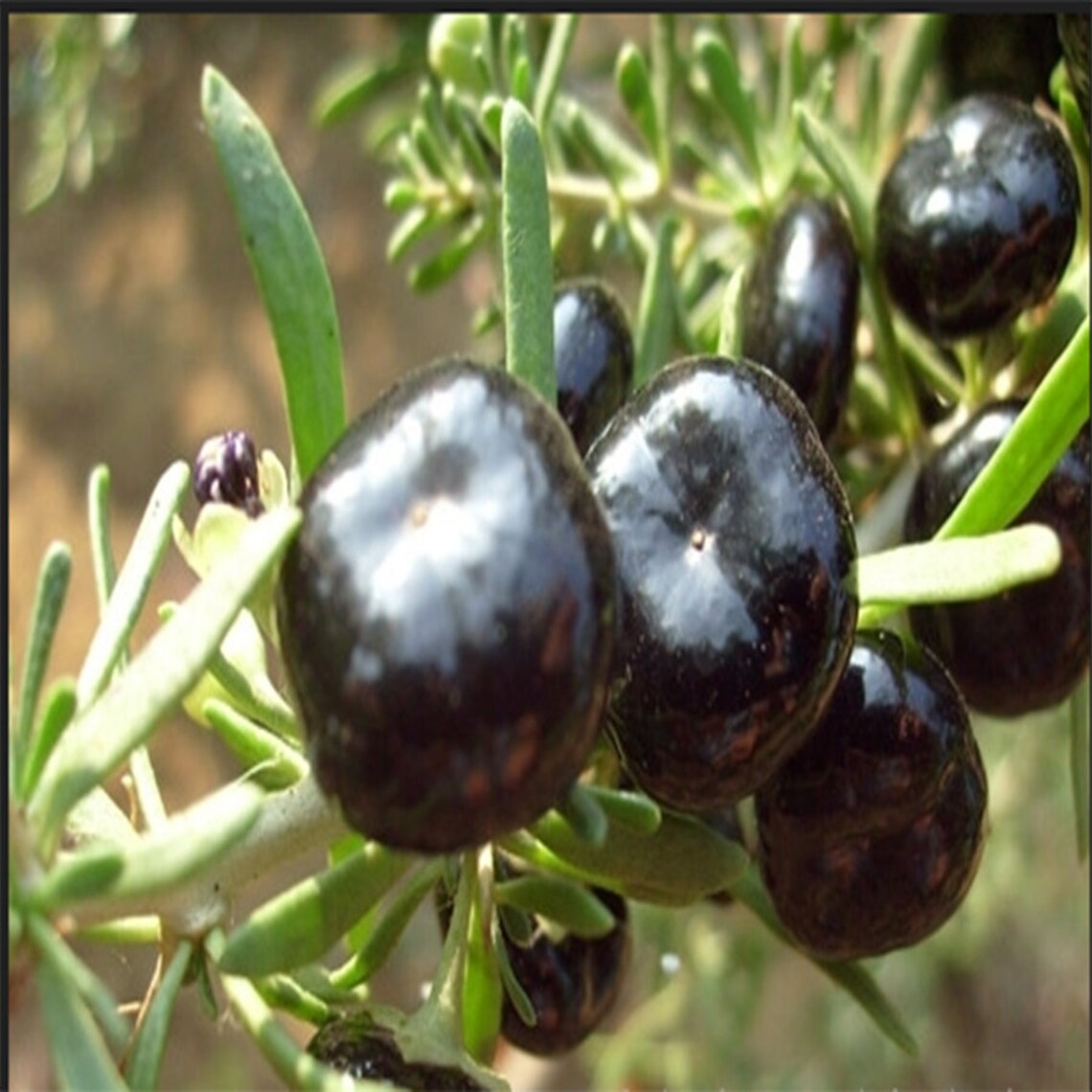 Black Goji Berry Seeds - 100 Organic Himalayan Black Wolfberry (lycium ...