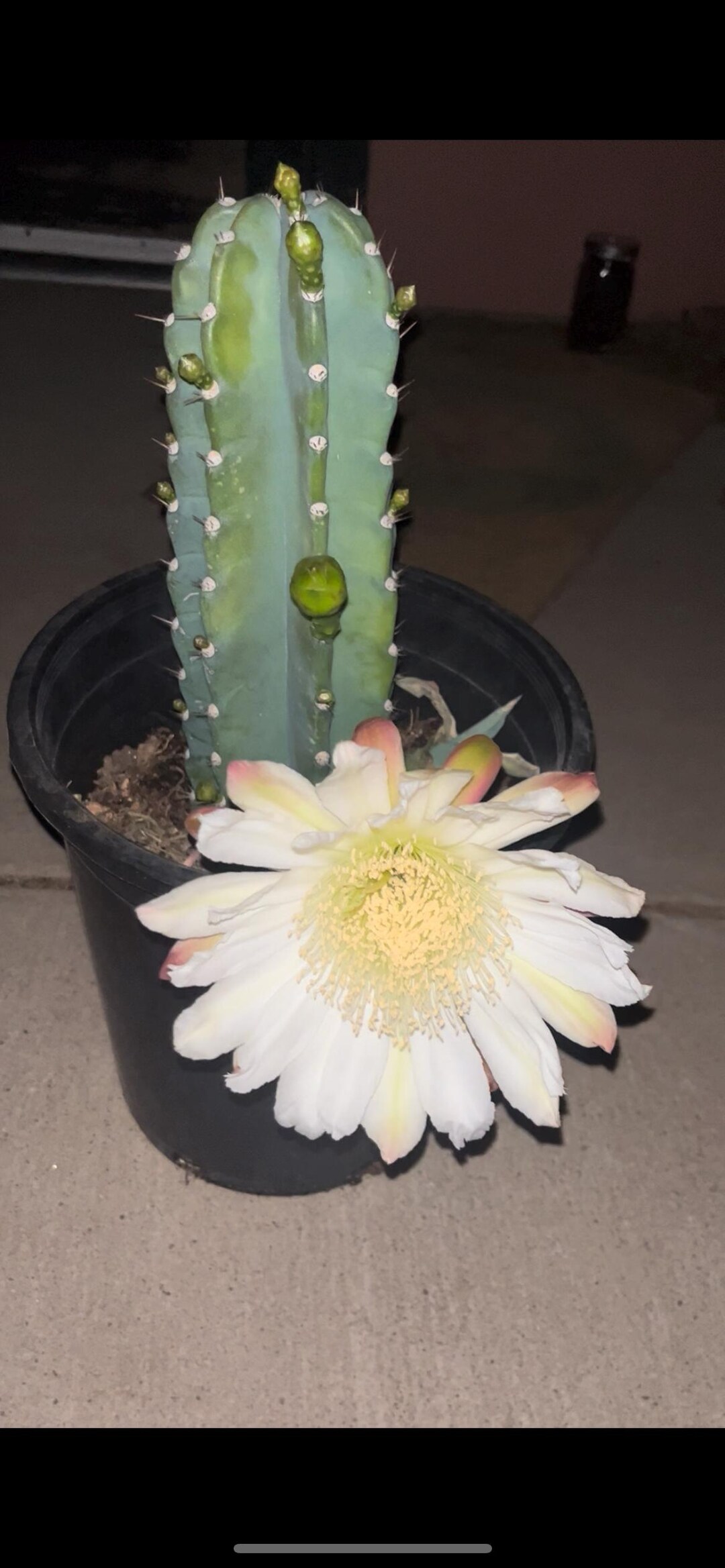 Cereus Repandus peruvian Apple Cactus - Etsy