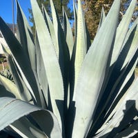 Agave Plant - Etsy
