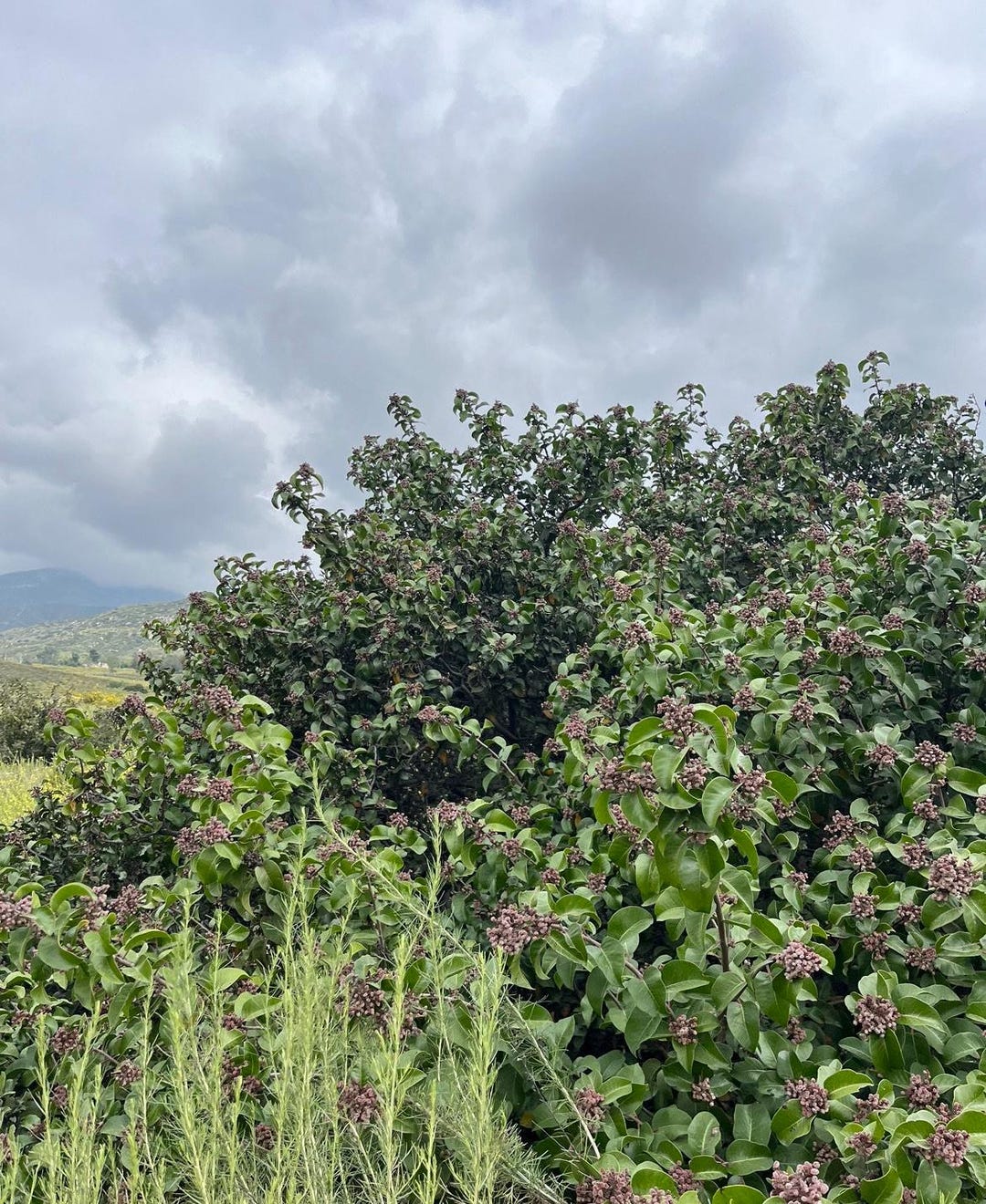 Sugar Sumac (rhus Ovata) SEEDS 25 - Etsy