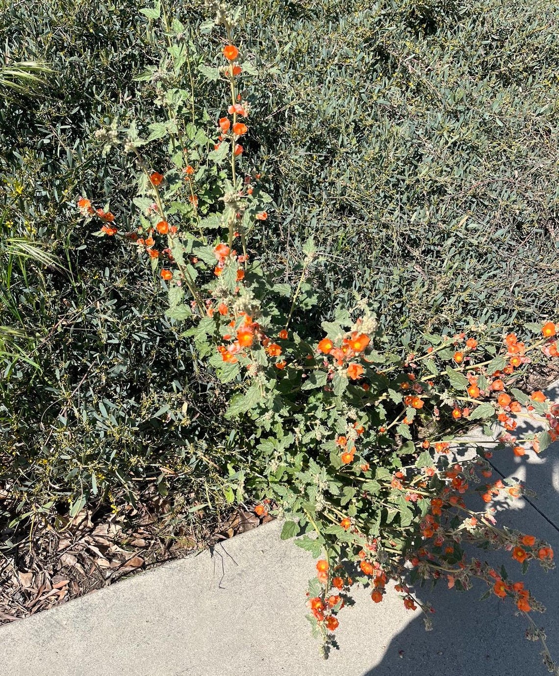 Globe Mallow Orange (sphaeralcea Ambigua) Seeds - Etsy