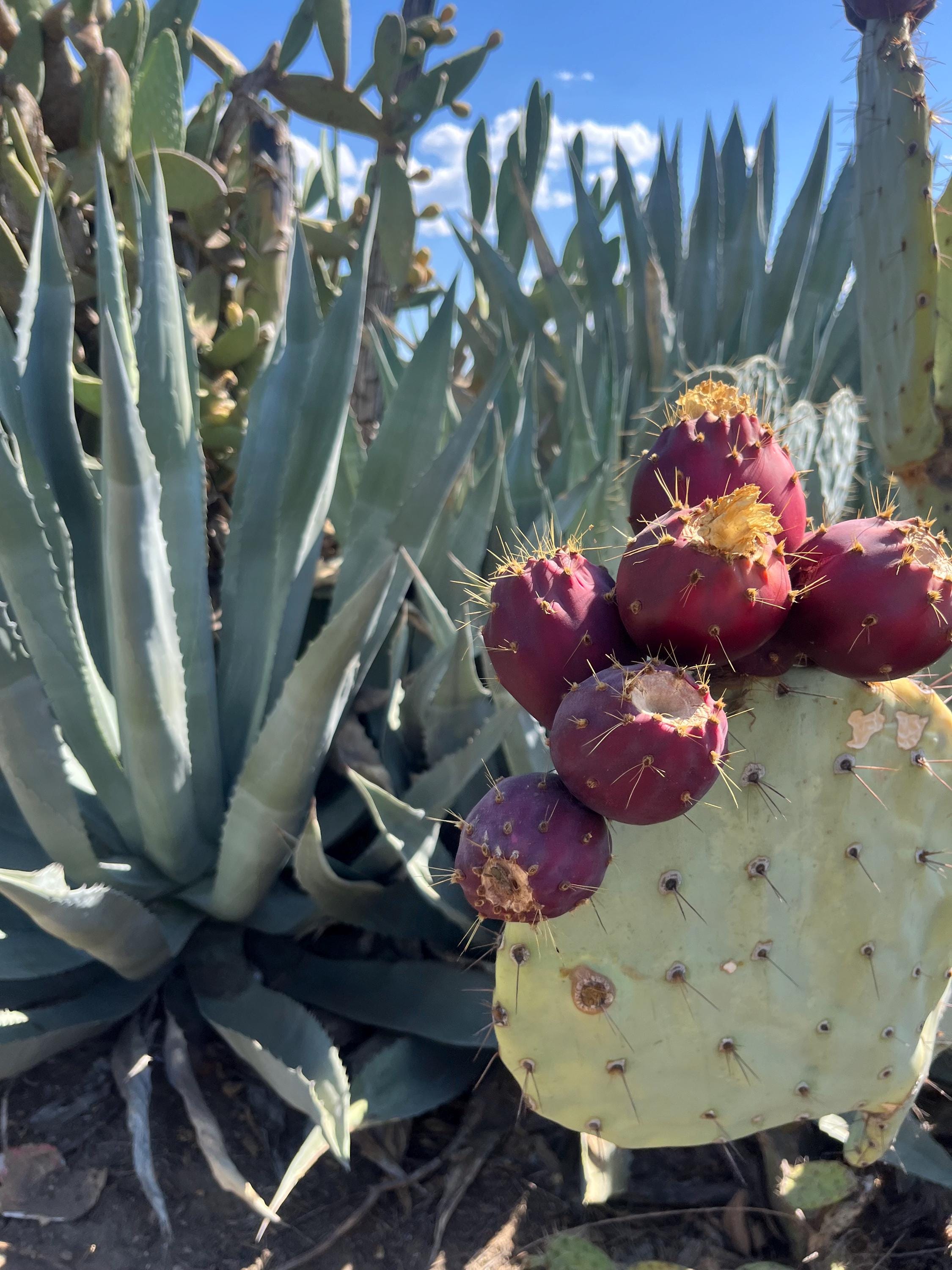 Maguey Agave Live Plant (agave Americana) (century Agave) - Etsy