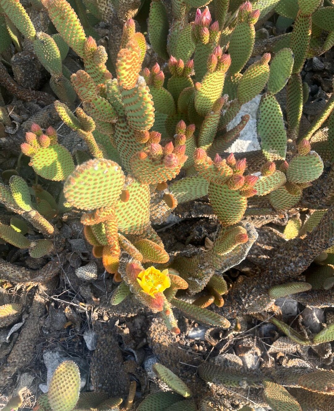 Opuntia Microdasys (bunny Ears) Cactus CUTTING - Etsy