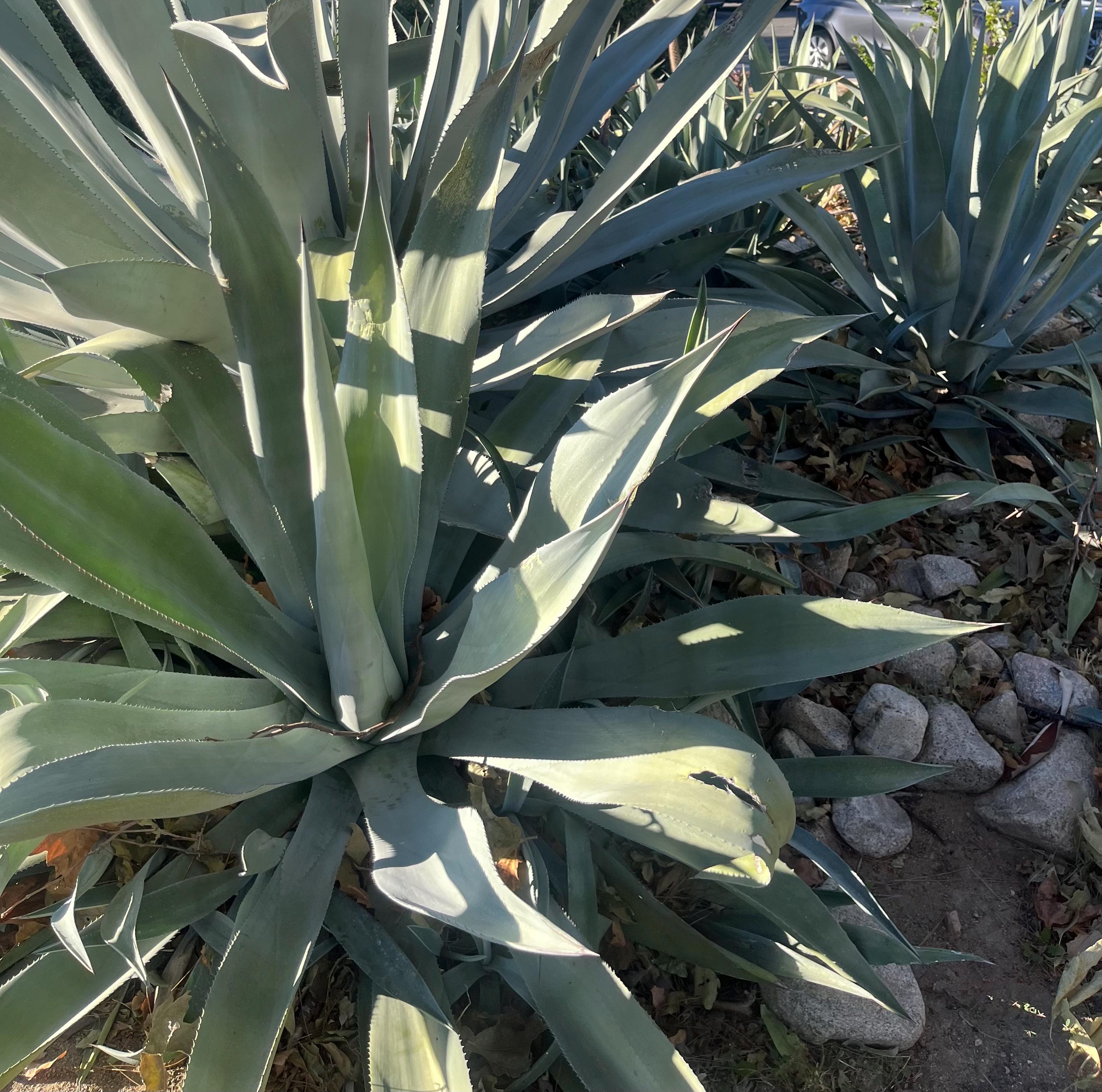 Maguey Agave Live Plant (agave Americana) (century Agave) - Etsy