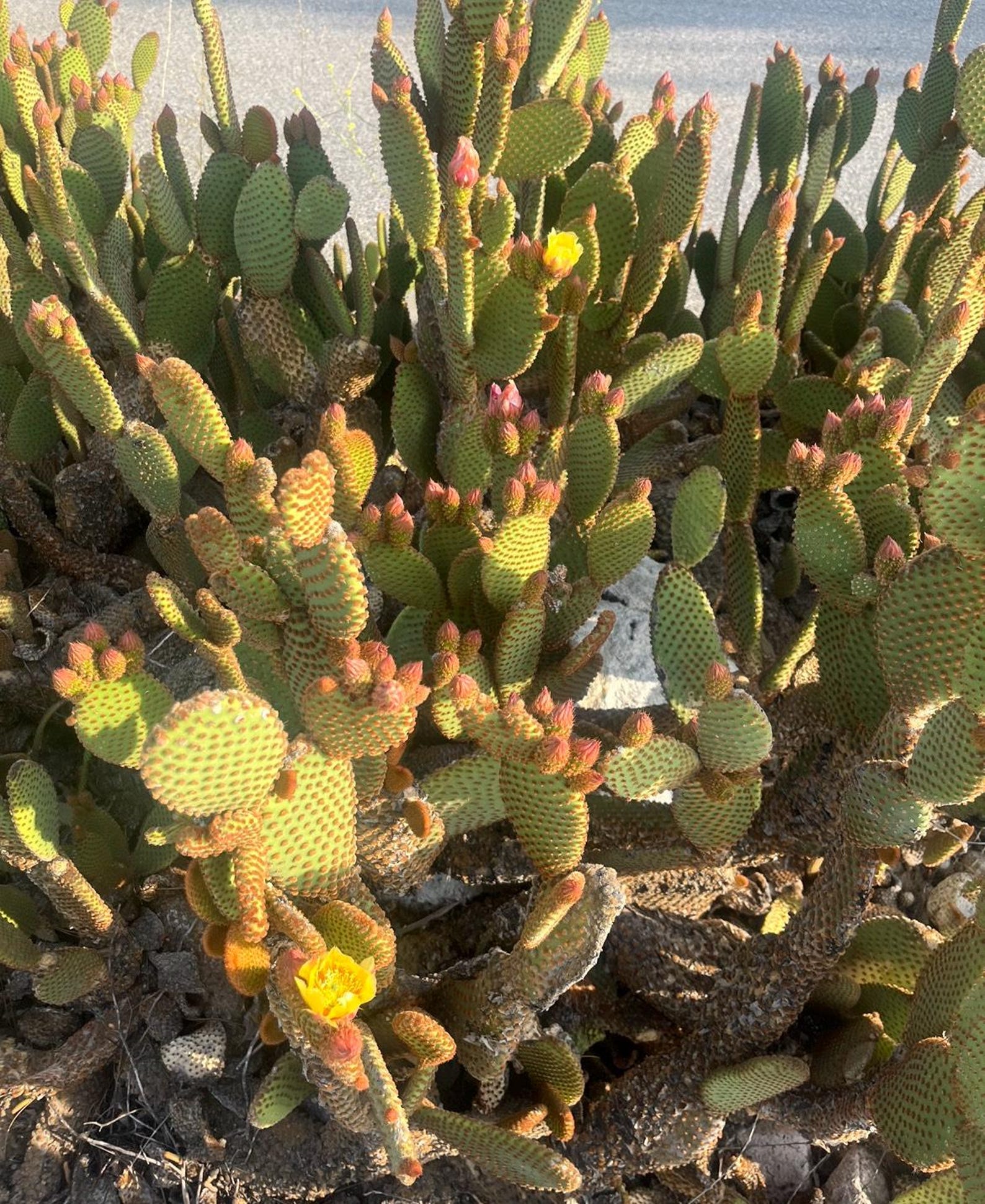 Opuntia Microdasys (bunny Ears) Cactus CUTTING - Etsy