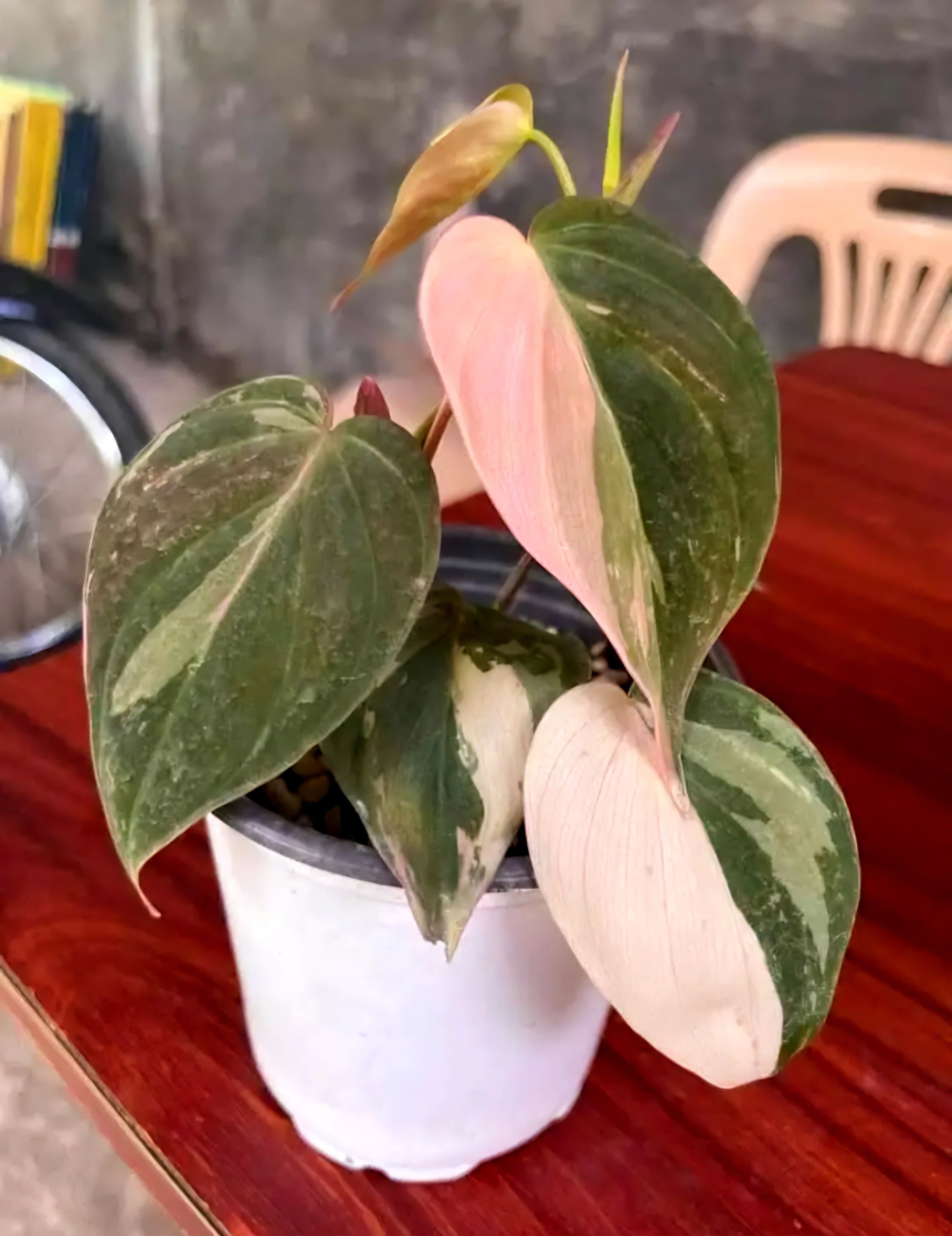 Philodendron Pink Micans Variegated Bottom Cut With One Leaf - Etsy Canada