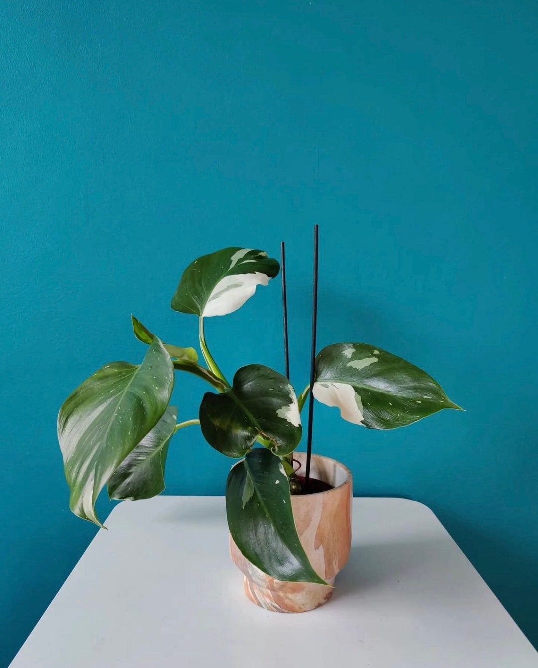 Philodendron White Wizard Variegated Bottom Cut With One Leaf - Etsy