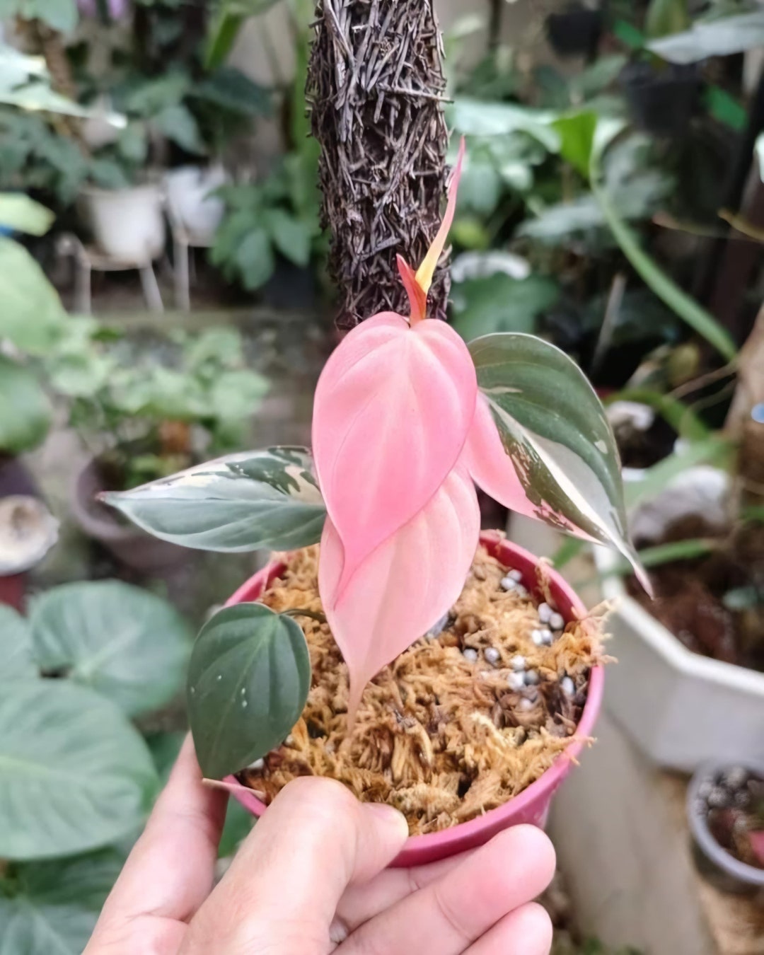 Philodendron Pink Micans Variegated Bottom Cut With One Leaf - Etsy Canada