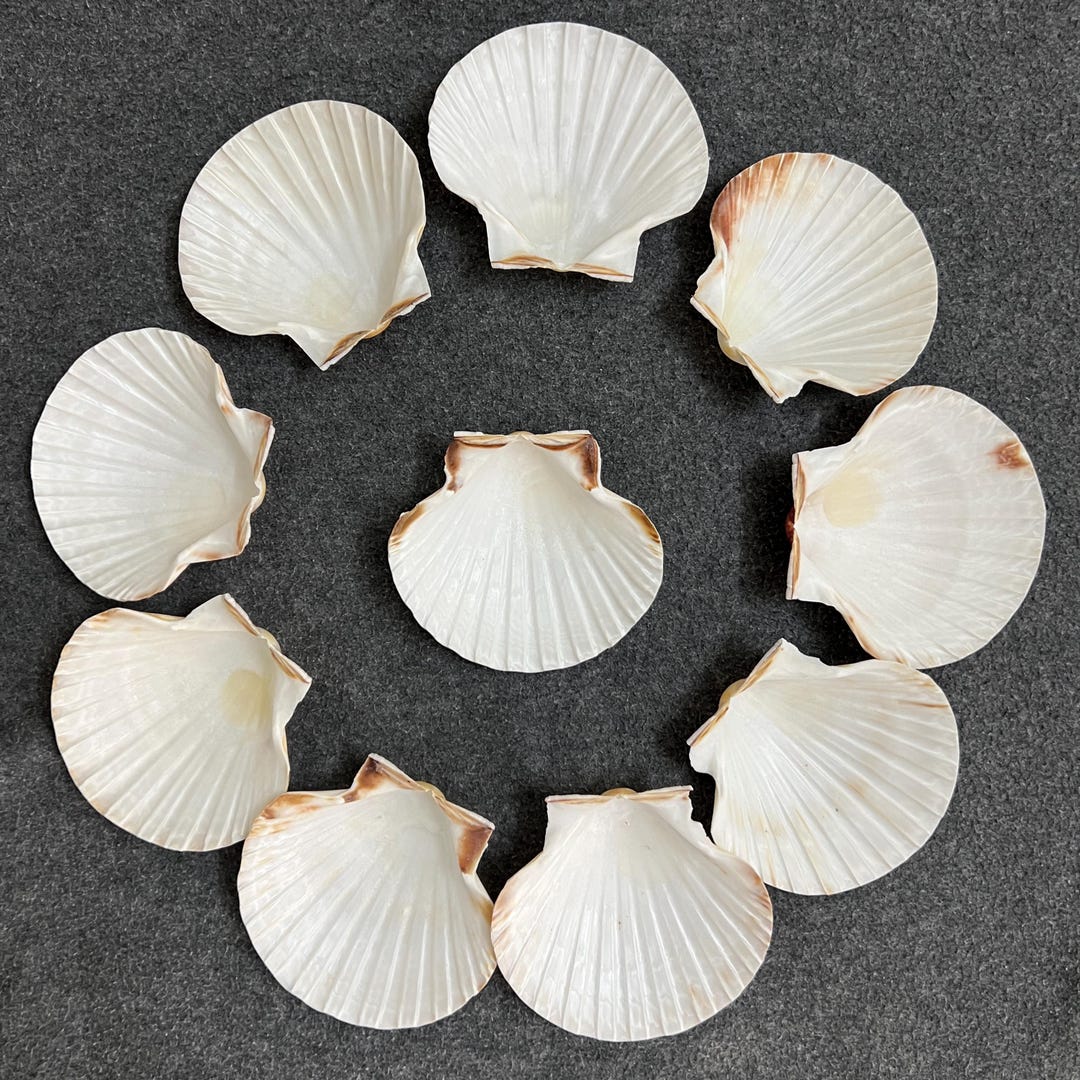 20/10/1 Large Scallop Shells for DIY Crafts, Wedding Decor, Candle ...