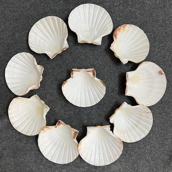 Large Scallop Shells - Etsy