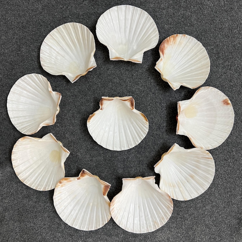 Large Scallop Shells - Etsy