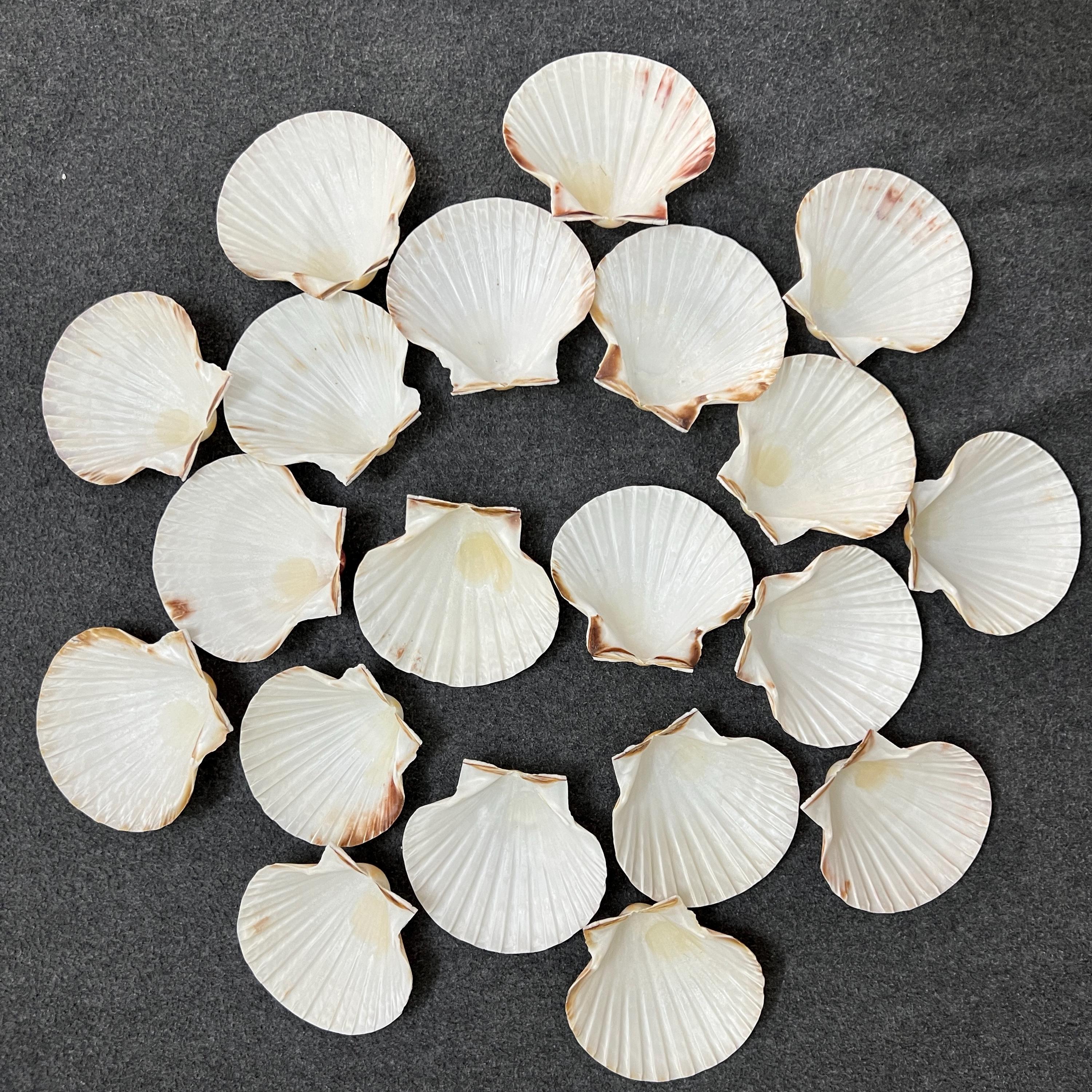 20/10/1 Large Scallop Shells for DIY Crafts, Wedding Decor, Candle ...