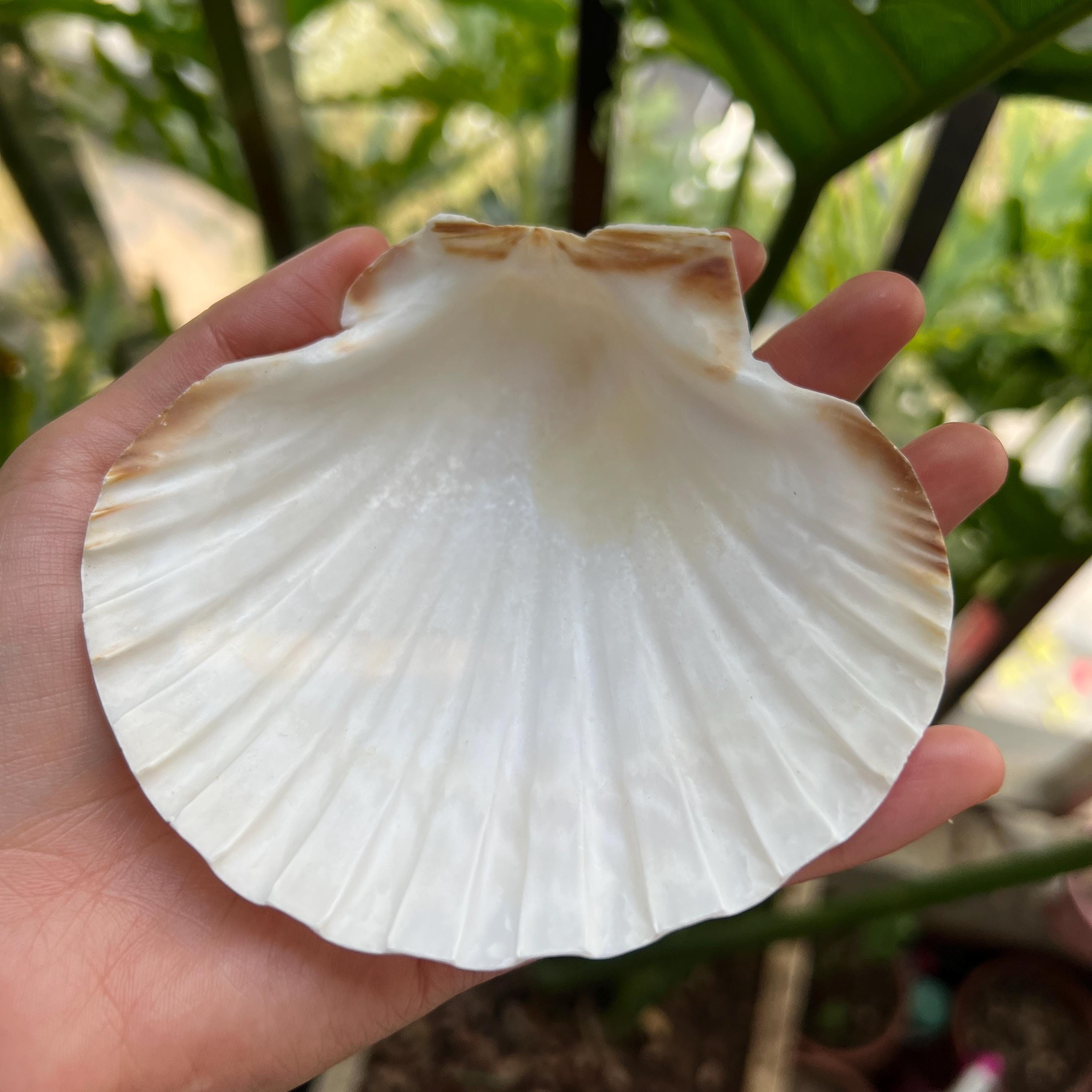 20/10/1 Large Scallop Shells for DIY Crafts, Wedding Decor, Candle ...