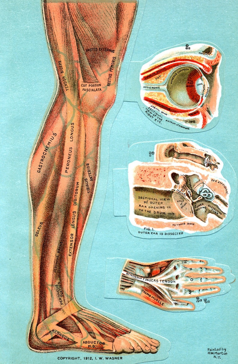 Original MANIKIN 1912 Leg, Eye, Ear and Hand Medical Illustration With ...