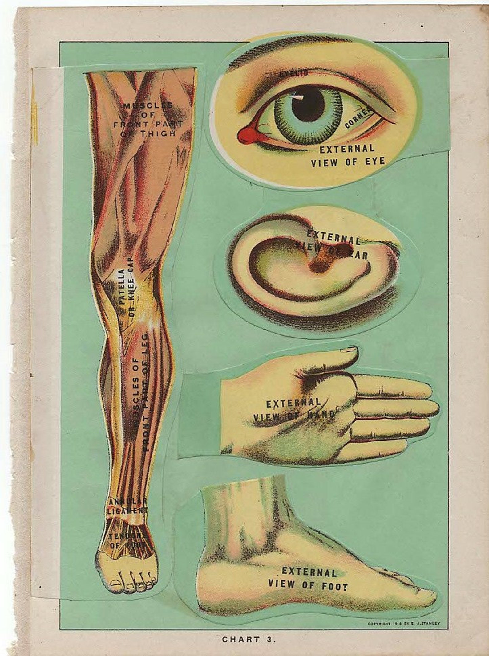 Five OVERLAYS of Eye Ear Hand Foot Leg 1916 MANIKIN - Etsy