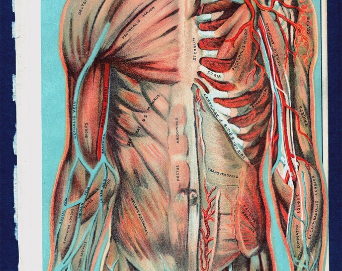 Original 1912 Torso Medical Illustration With Six Overlays Plus Bottom ...