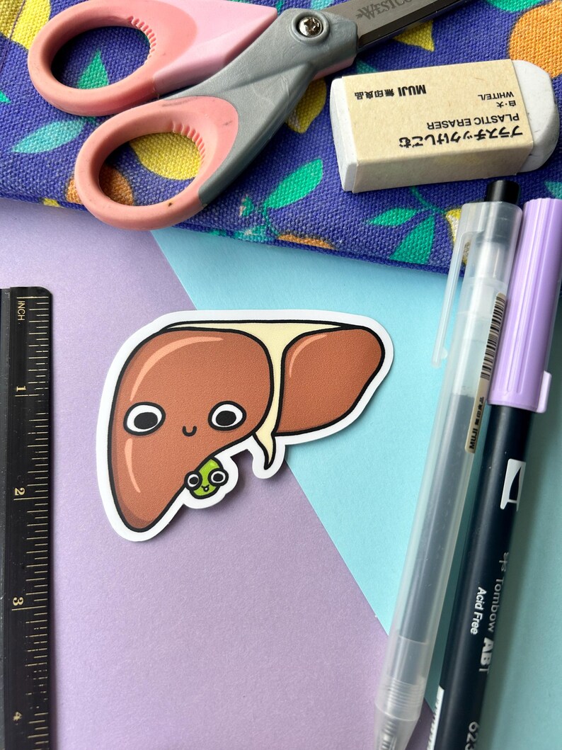 Liver and Gallbladder Vinyl Sticker - Biliary System, Medical Decal ...