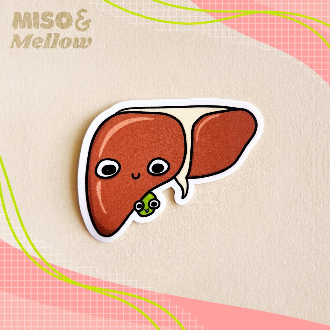 Liver and Gallbladder Vinyl Sticker - Biliary System, Medical Decal ...