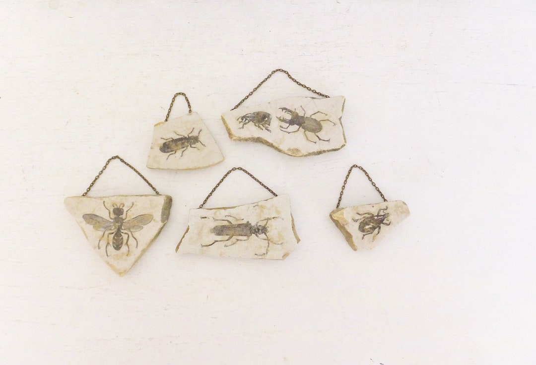 Minimalist Insect Ornament Collection Trio Rustic Natural Insects Wall ...