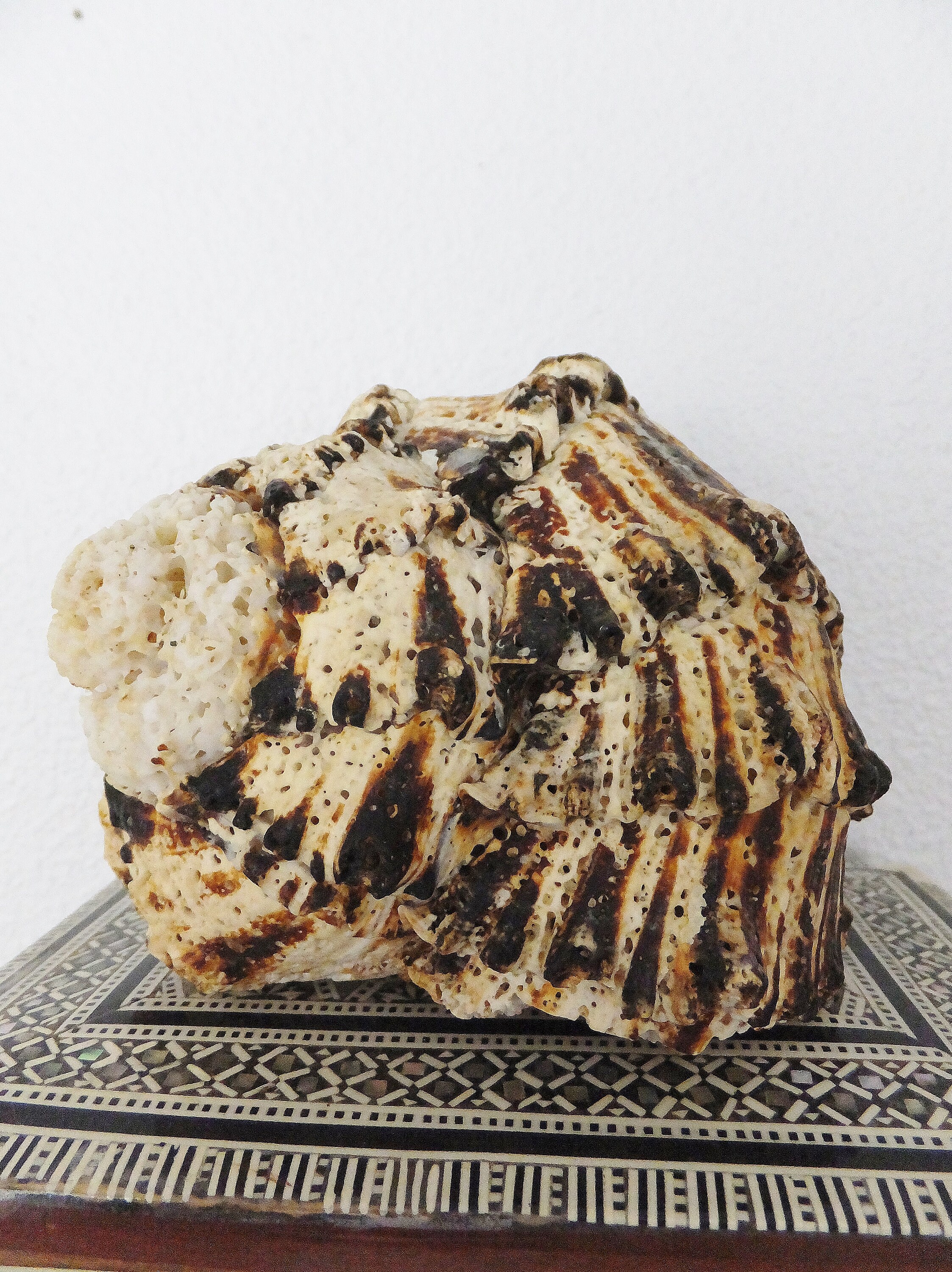 Rustic Natural Seashell Air Plant Holder Planter Natural Home | Etsy