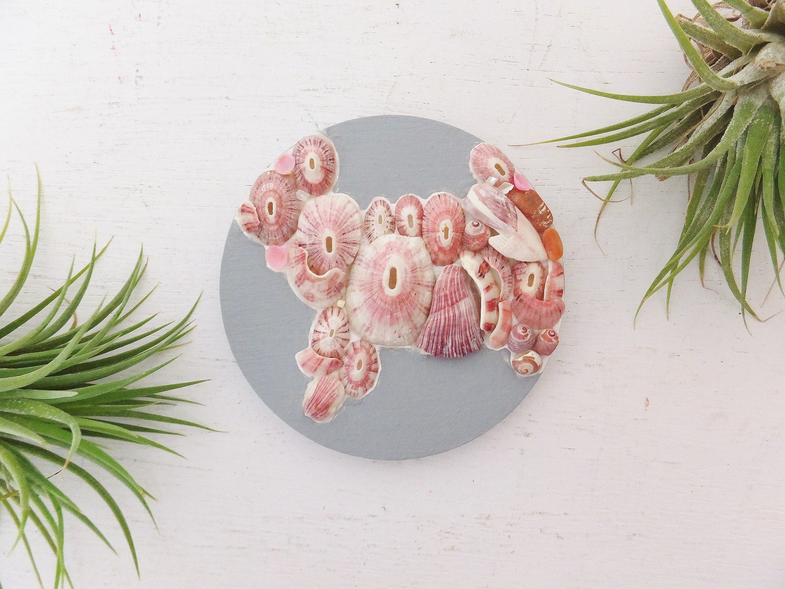 Mini Shell Art Wall Hanging Small Art Work Modern Natural | Etsy