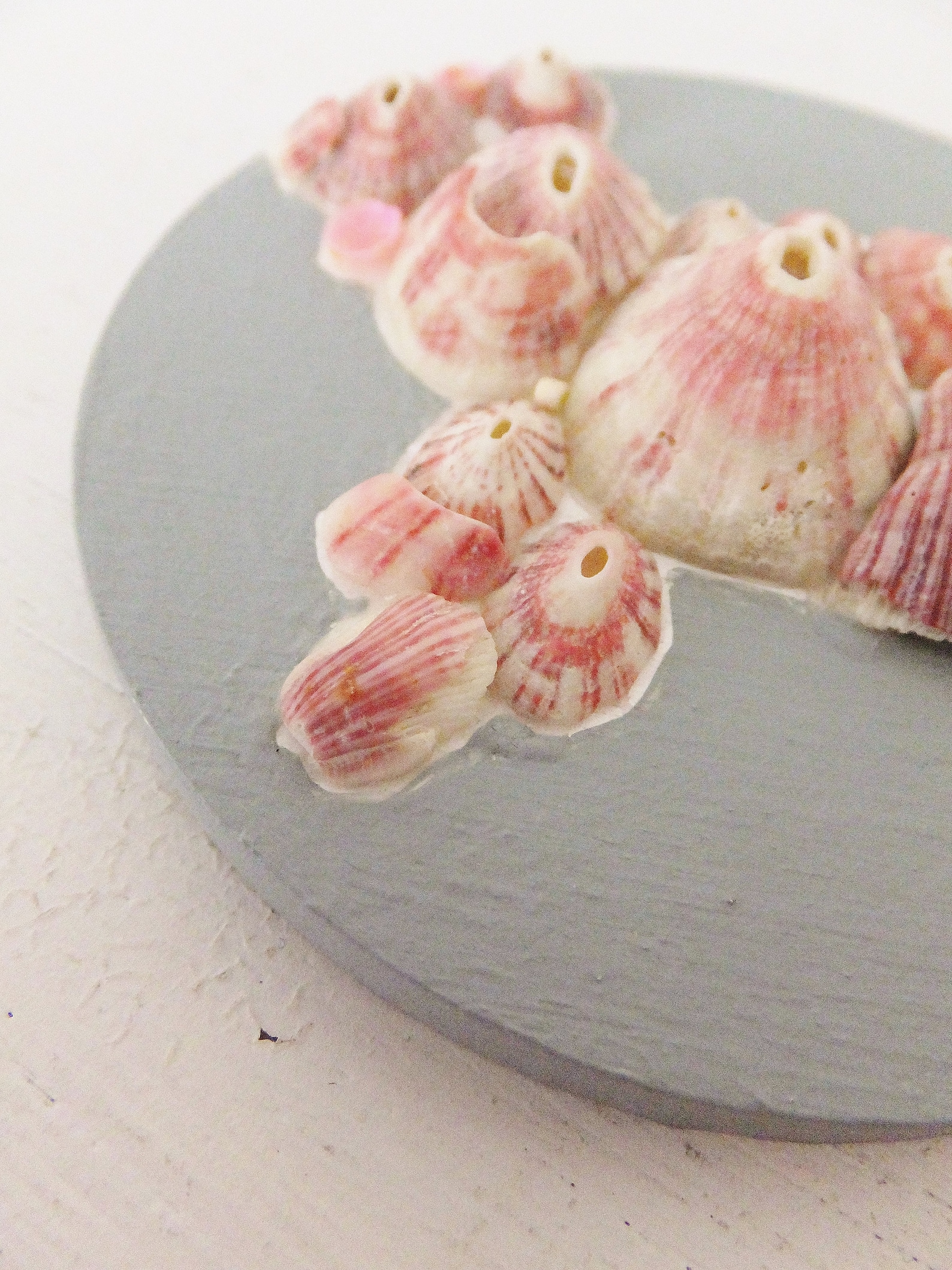 Mini Shell Art Wall Hanging Small Art Work Modern Natural | Etsy