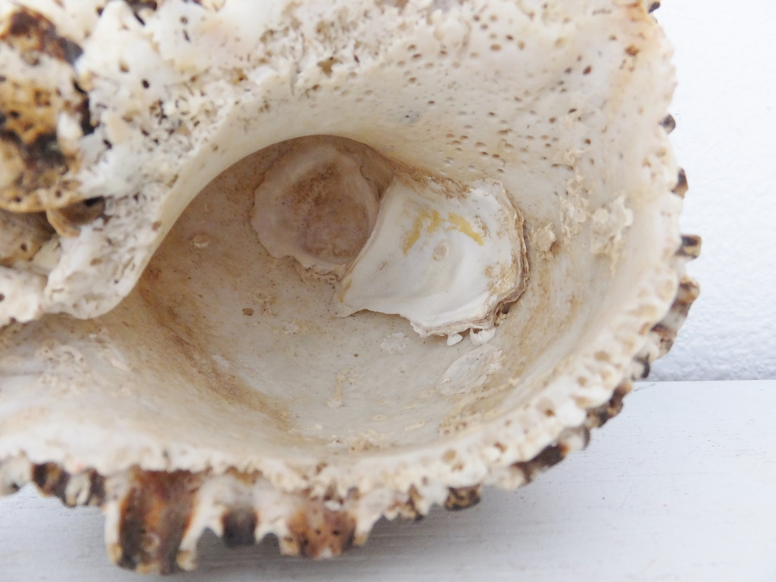 Rustic Natural Seashell Air Plant Holder Planter Natural Home | Etsy