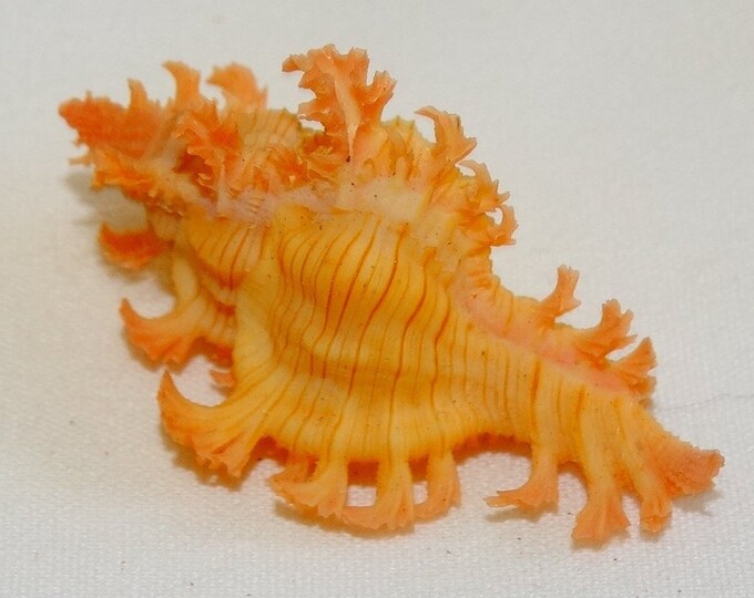 Vintage Sea Shell Super Color, Murex Aculeatus Sea Shell, Brilliant ...
