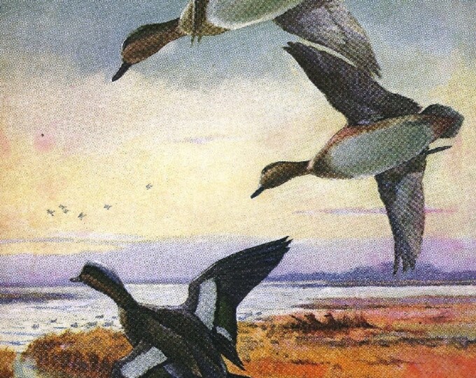 1949 Field & Stream Magazine Cover Ducks Hunting Wild Game - Etsy