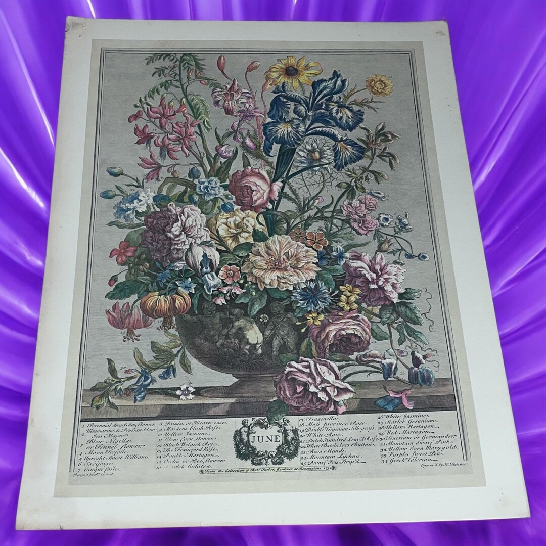 Robert Furber 'june' Botanical Print: 1964 Kensington Gardener Art - Etsy