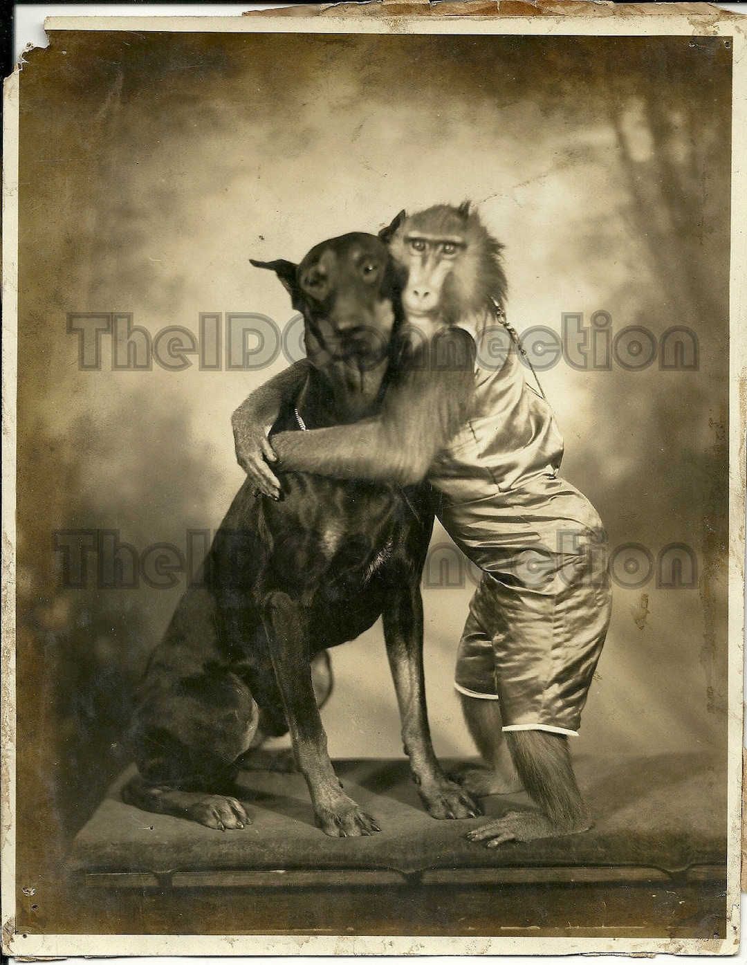 RARE Circus Dog Doberman Pincher Baboon, Vintage Photo Electronic ...