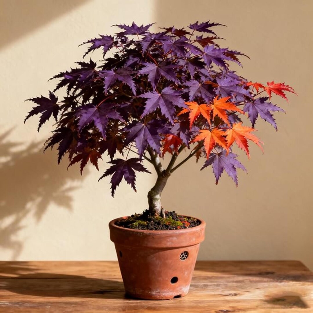 30+ Purple Maple Tree Seeds Rare Acer Palmatum - Etsy