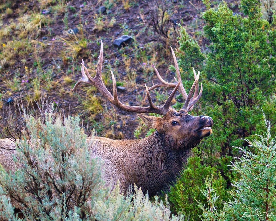 Elk Bugling During Rut Yellowstone Canvas 20x16 Inch Photo Print - Etsy