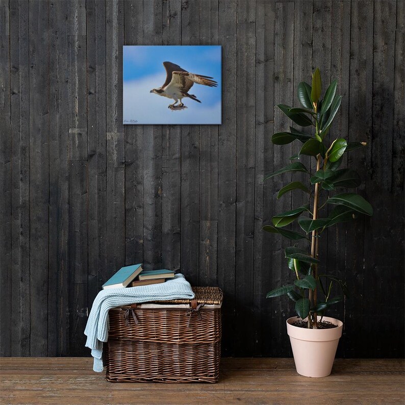 Osprey With Fish in Flight Canvas 20x16 Inch Photo Print - Etsy