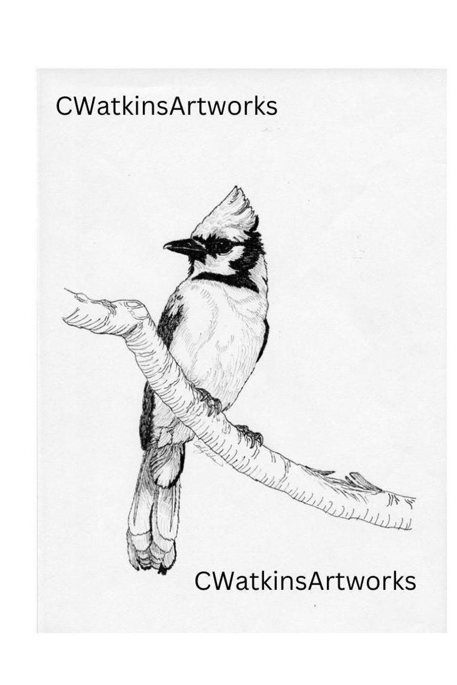 Blue Jay Pen Drawing - Etsy