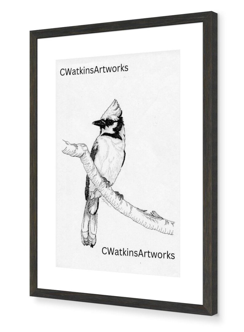 Blue Jay Pen Drawing - Etsy