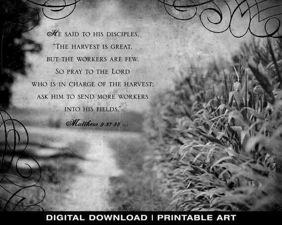 The Harvest Is White In The Bible